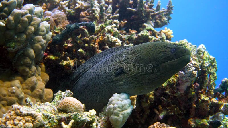 Murena na rafie koralowa zdjęcie stock. Obraz złożonej z oceany - 109114764