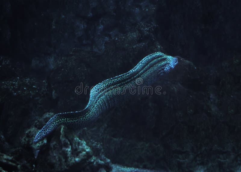 Murena Snake Spotted at Deep Ocean Stock Photo - Image of marine ...