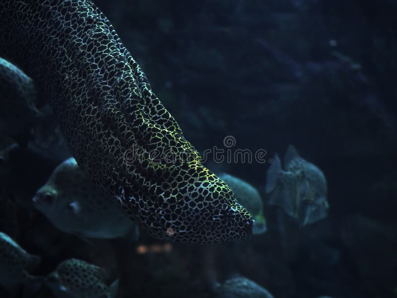 Murena Spotted Close-up at Deep Ocean Stock Photo - Image of leopard ...