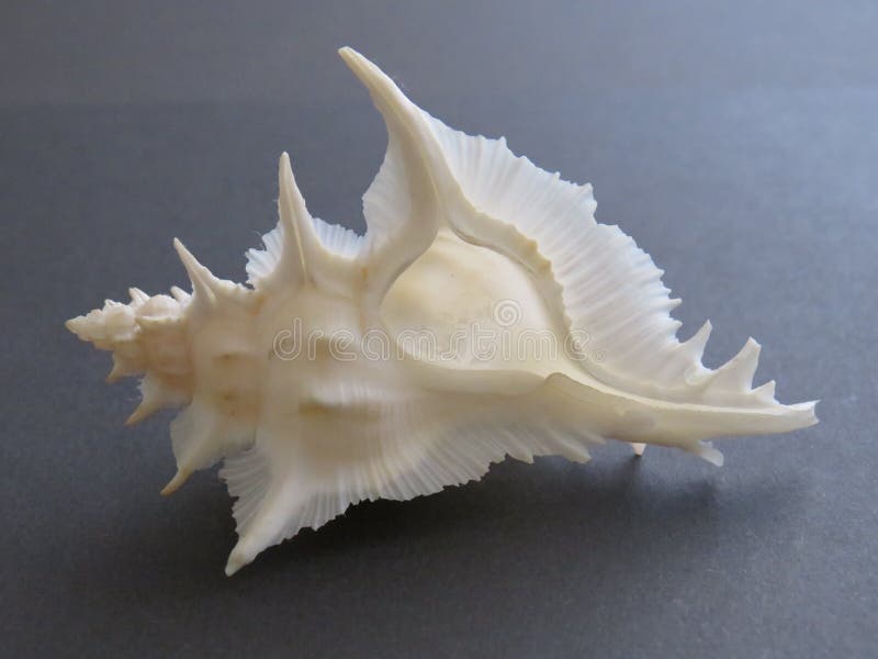 Murex Alabaster sea shell stock photo. Image of shell - 82712484