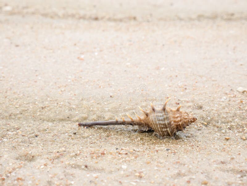 MUREX De STOUT-SPINE No Fundo Do Mar Da Areia Foto de Stock - Imagem de ...