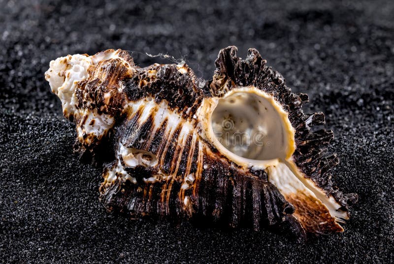 Multipedia2014 - Photographer profile