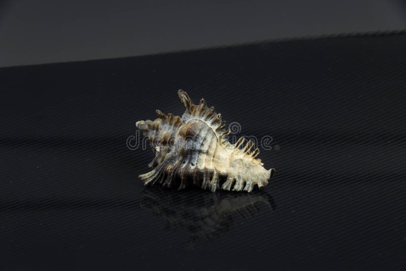 Murex maurus stock photo. Image of maurus, brown, macro - 88536796