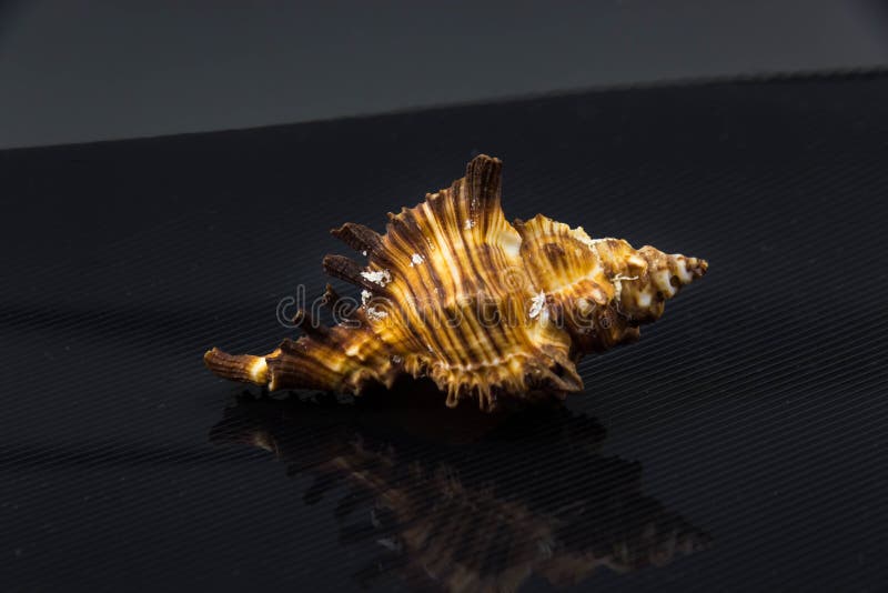 Murex Shell Purple Stock Photos - Free & Royalty-Free Stock Photos from ...