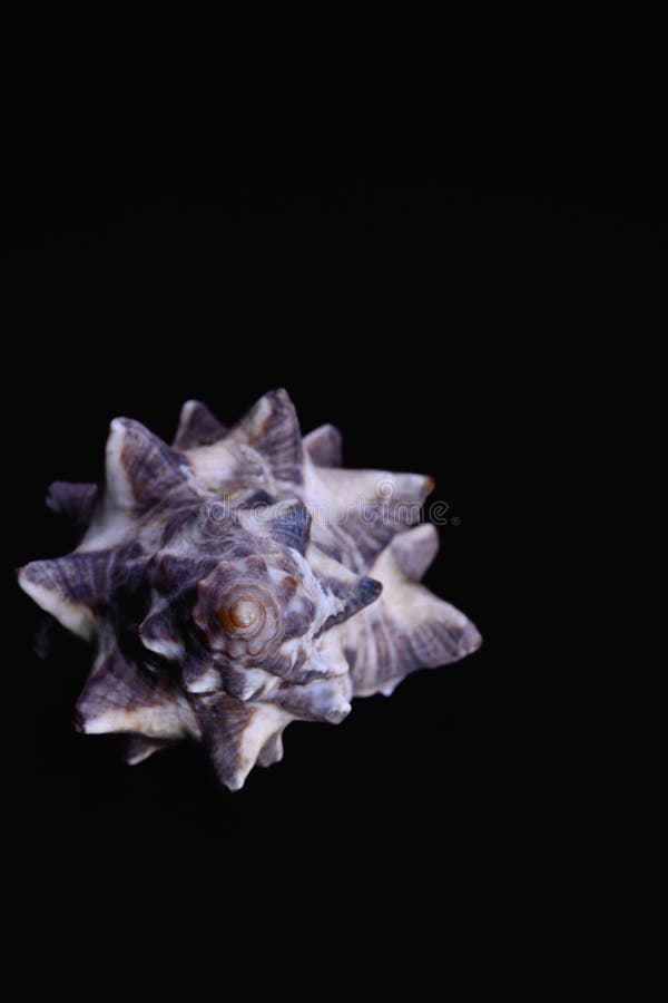 Black murex shell stock image. Image of shell, spiky - 15525621