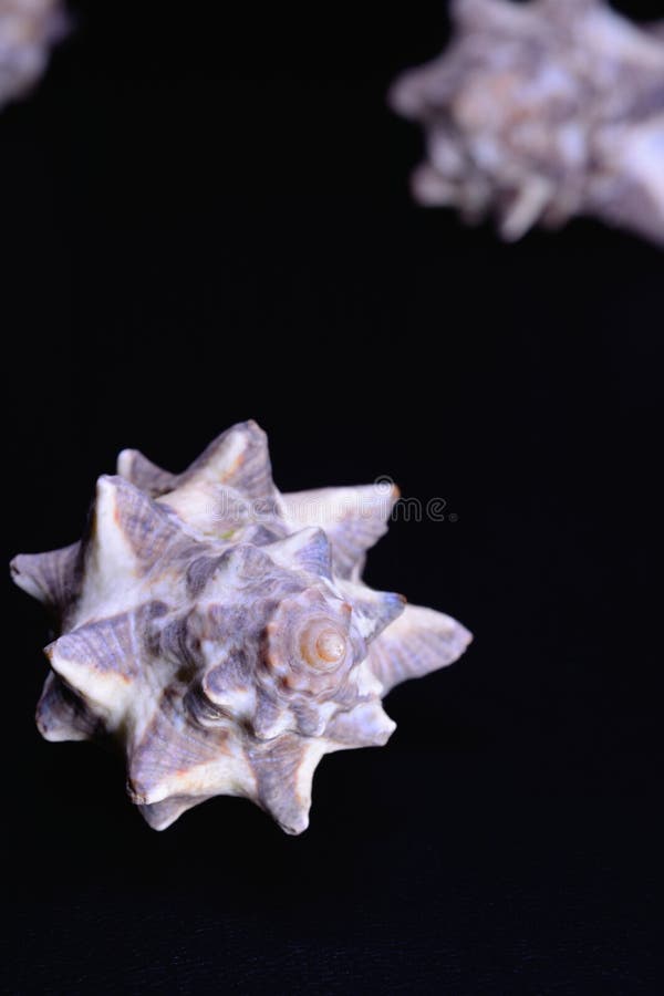 Black murex shell stock image. Image of shell, spiky - 15525621