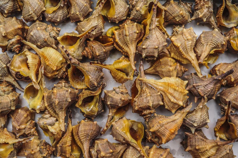 Home & Living A Rose Murex Seashell Display on Acacia and Teak Insects ...