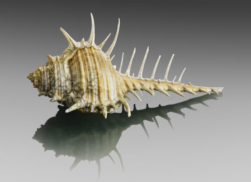 Murex seashell. stock photo. Image of coral, scuba, murex - 34522590