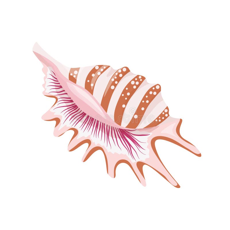 Murex Seashell Vector Image Stock Vector - Illustration of murex, ocean ...