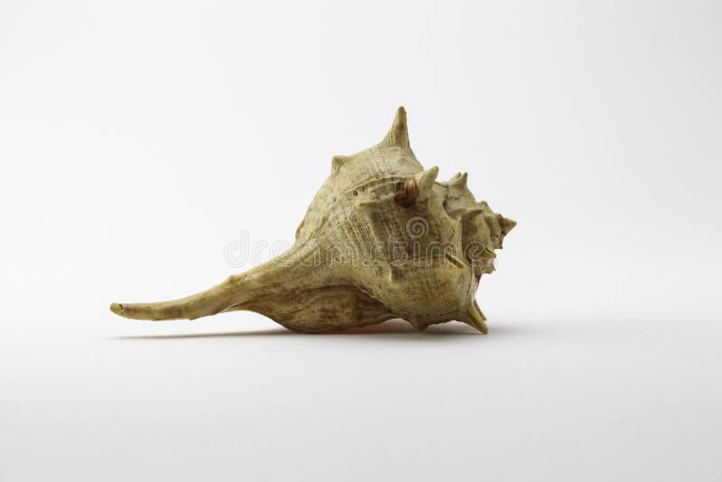 Murex seashell stock photo. Image of ocean, life, background - 67118130