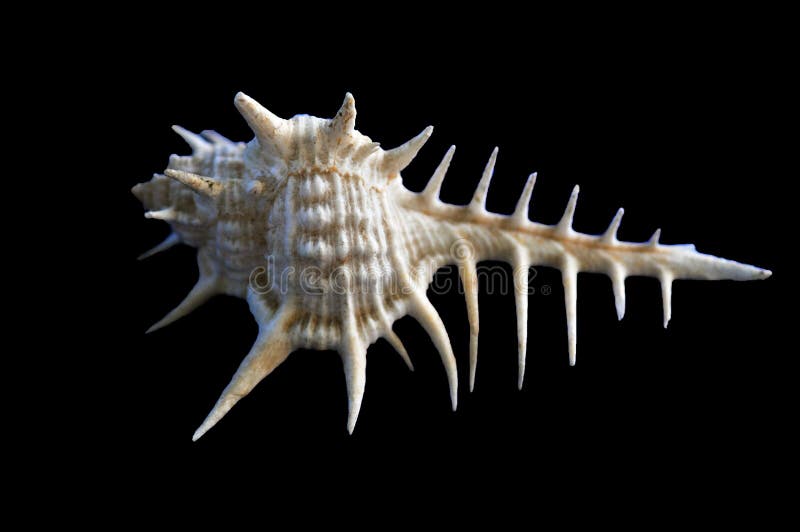 Murex Seashells stock photo. Image of color, ramosus, mullet - 6006010