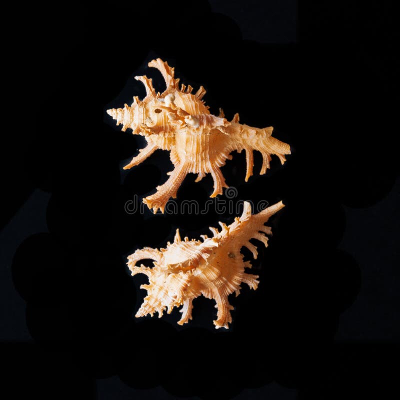 Murex Seashells. Pacific Seashells Stock Photo - Image of collection ...