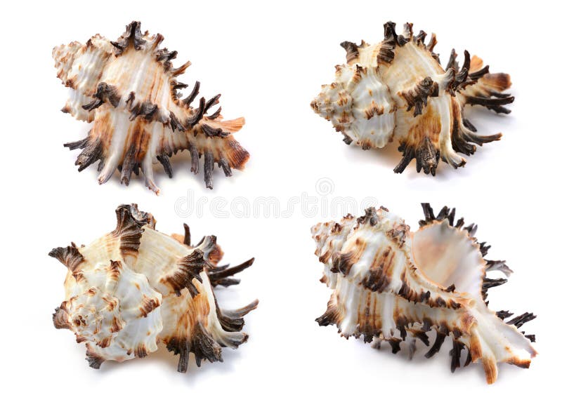 Seashell Different Angles Stock Photos - Free & Royalty-Free Stock ...
