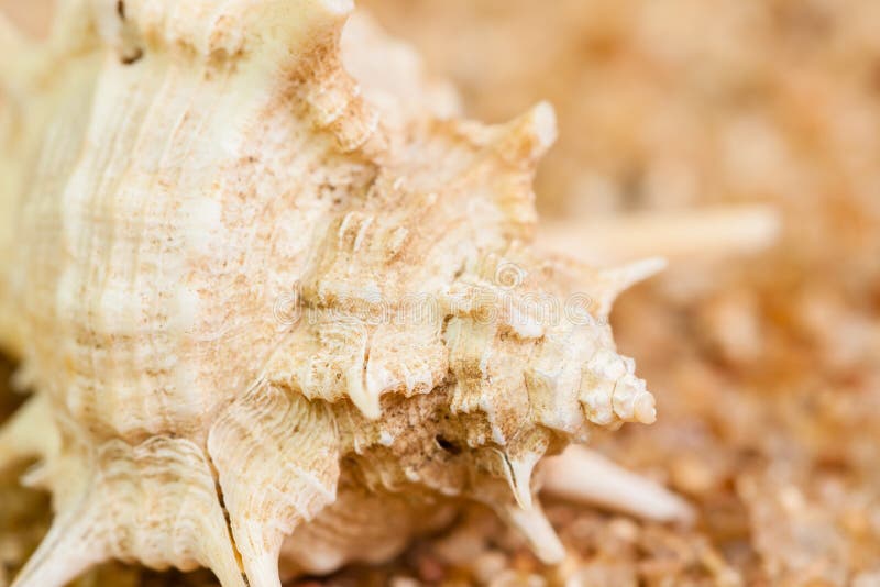 Murex Shell Macro stock photo. Image of mollusk, sand - 32260752
