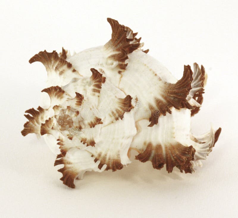 Murex shell over white stock image. Image of white, shell - 6299111