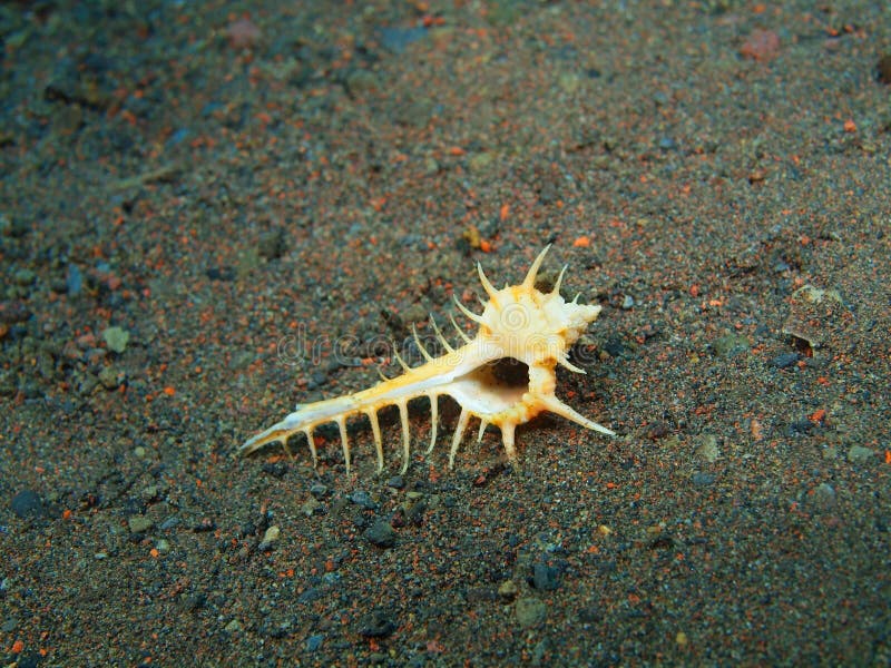 Murex shell stock photo. Image of animal, nature, underwater - 47307286
