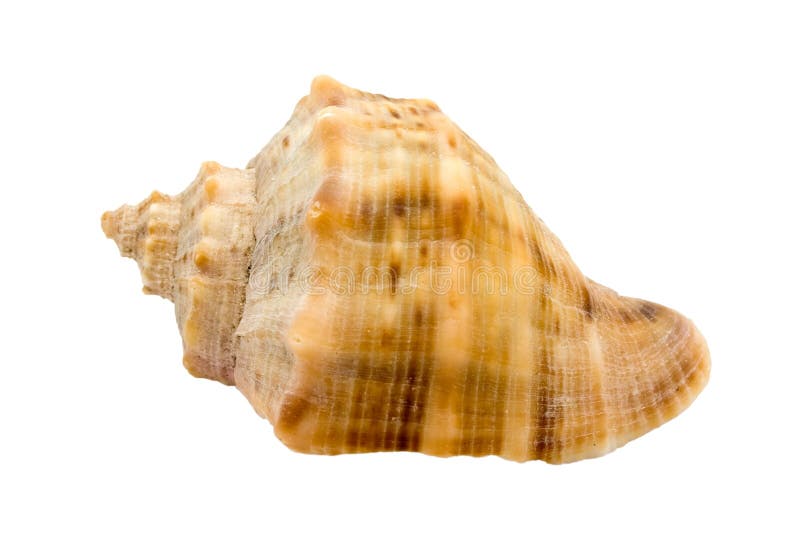 Murex snail shell stock image. Image of holiday, hard - 3835423