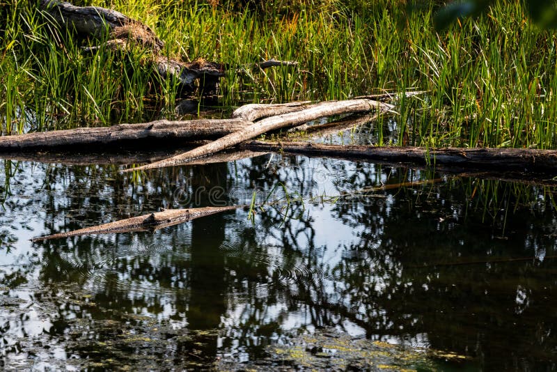 Murky Swamp Fallen Tree Logs Floating in the Water Stock Photo - Image ...