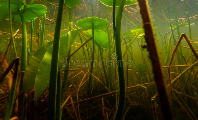 Murky Underwater Lake View with Water Lilies Stock Image - Image of ...