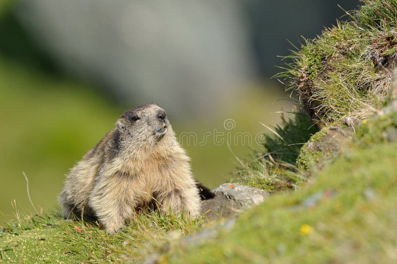 Murmeldjur (Marmota) arkivfoto. Bild av däggdjur, murmeldjur - 32367310