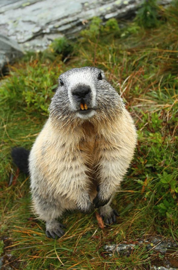 Fettes Murmeltier stockfoto. Bild von wildnis, tier, nave - 48906518