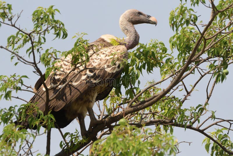 Murmullo De Buitre Blanco Cae Parque Nacional Uganda Foto de archivo ...