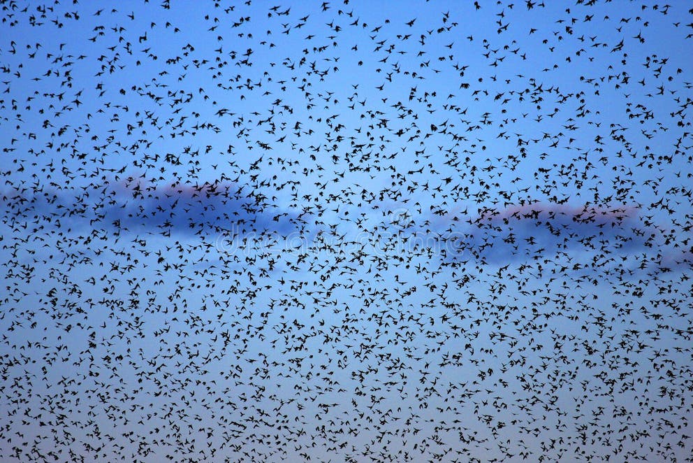 Murmuration stock image. Image of birds, spectacle, murmeration - 21654817
