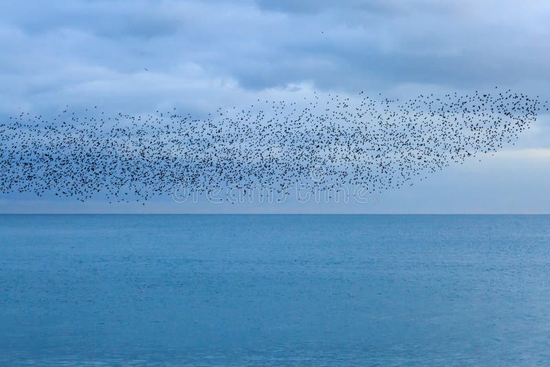 A Murmuration stock photo. Image of flock, scenic, sussex - 109454888