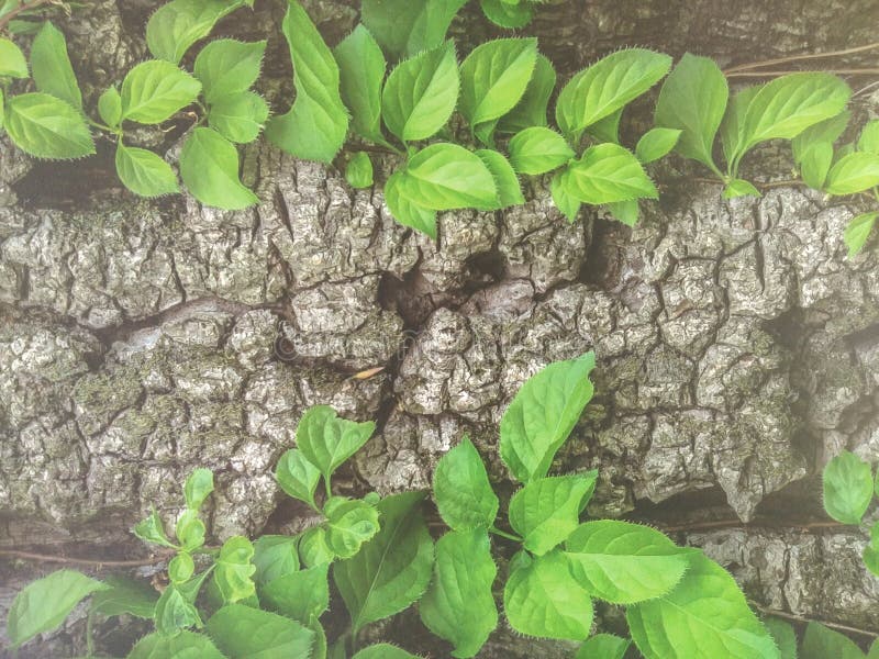 Muros De Pedra E Plantas Rastejantes Verdes Imagem de Stock - Imagem de ...