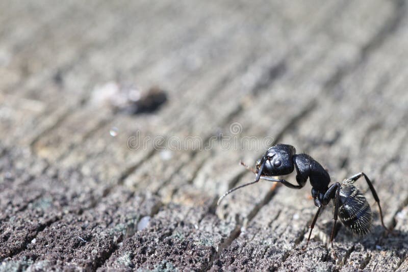 Murove is Basking in the Rays of the Spring Sun. Stock Photo - Image of ...