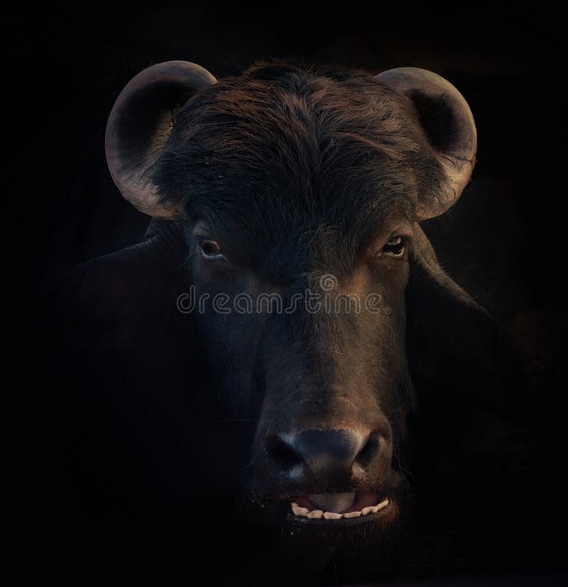 Murrah Buffalo Head - Water Buffalo Stock Photo - Image of buffalo ...