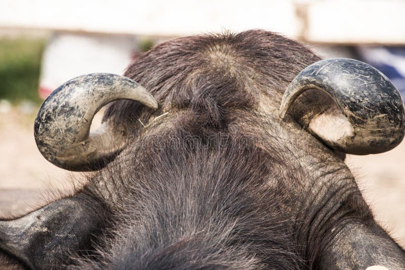 Murrah buffalo nose stock image. Image of asia, mammal - 50475117
