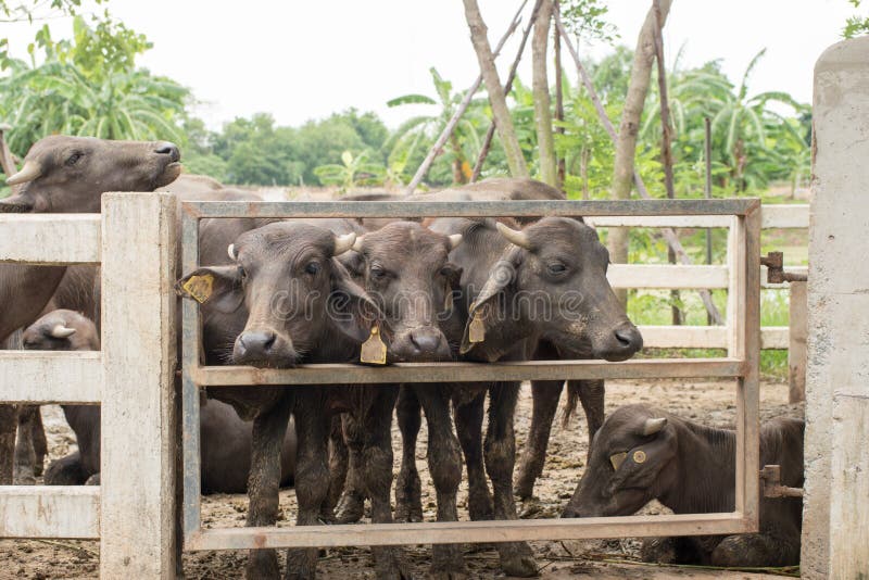 Murrah buffalo stock image. Image of herbivore, nature - 286782645