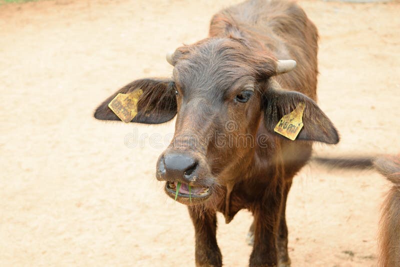 Murrah buffalo stock image. Image of bubalus, food, carabao - 51925963