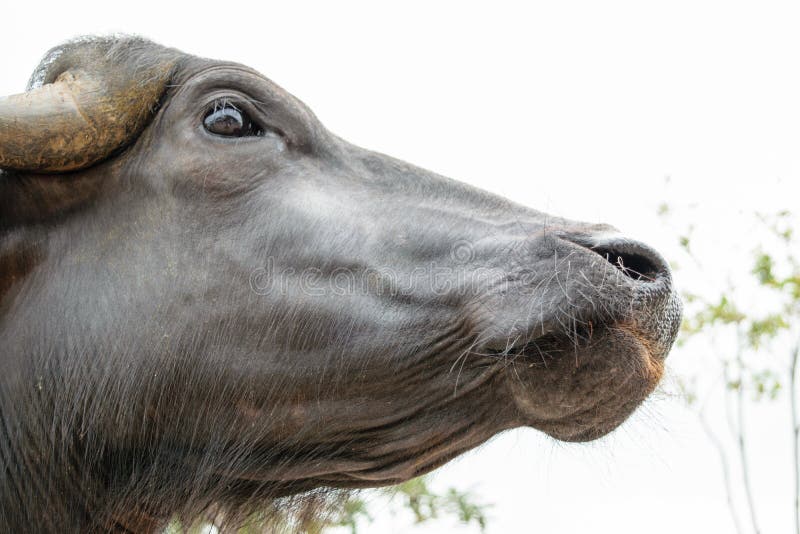 Murrah buffalo stock image. Image of face, murrah, food - 51930705