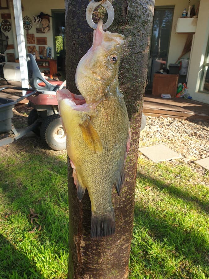 Murray Cod Fish is a Delicacy and Sought after Stock Photo - Image of ...