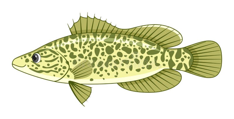 Murray Cod Stock Illustrations – 8 Murray Cod Stock Illustrations ...