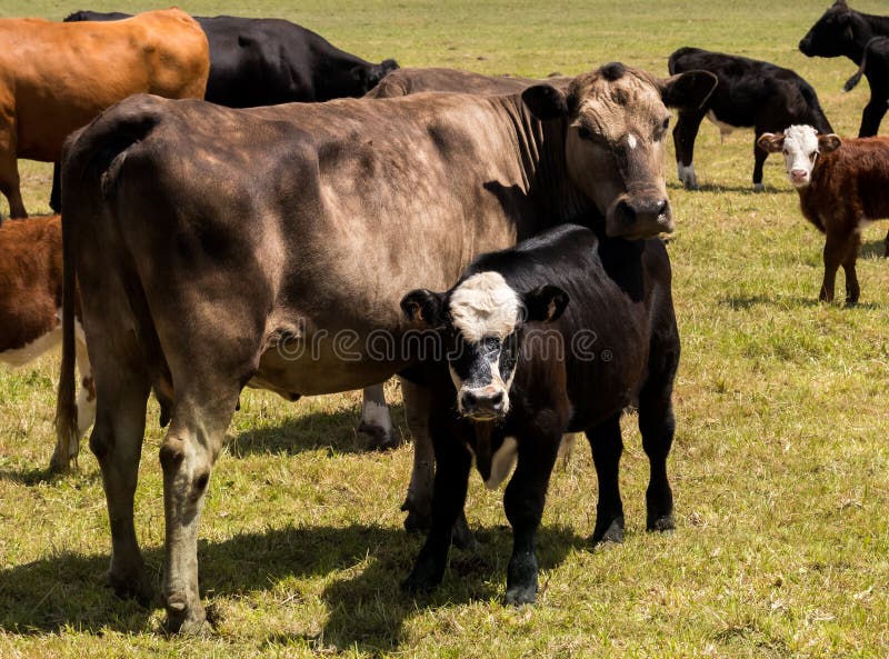 Murray Gery Cow stock image. Image of herd, cattle, murray - 85309441