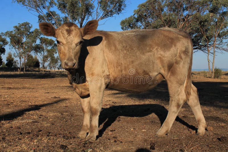 Murray Grey fotografia stock. Immagine di mucca, alimentazione - 37474370