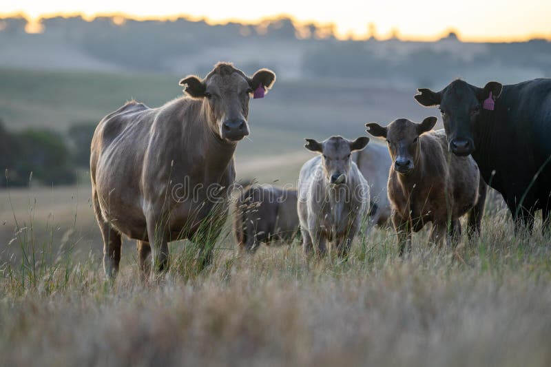 Murray Grey Cows in a Field on a Farm in Summer at Sunset Stock Photo ...