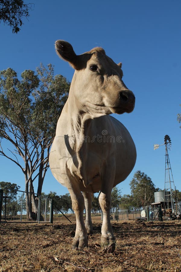 Murray Grey embarazada foto de archivo. Imagen de granja - 37474378