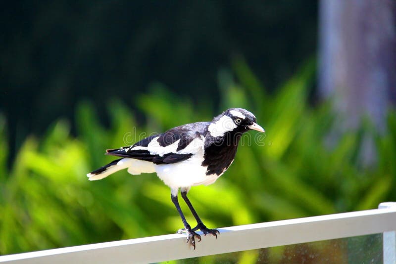 Murray-Magpie Standing On Fence Picture. Image: 9305682