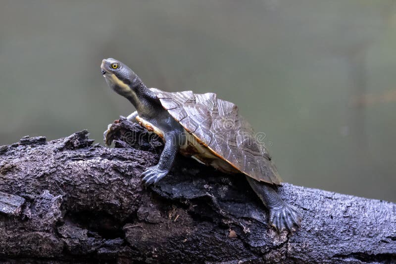 Murray River Short-necked Turtle Stock Image - Image of emydura, nature ...