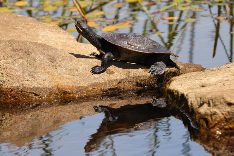 Murray River Turtle stock image. Image of basking, macquarii - 199893721