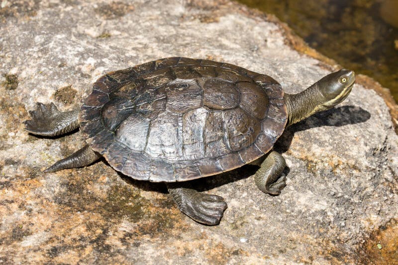 Murray River Turtle stock photo. Image of emydura, murray - 192303548