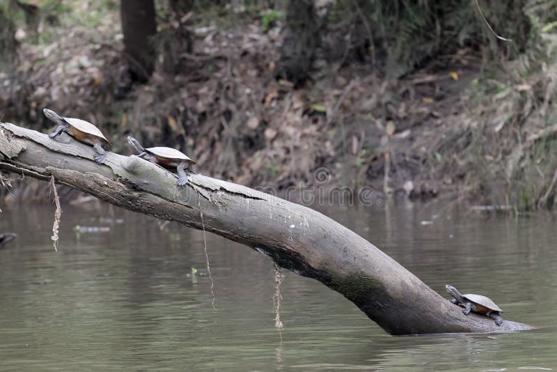 Turtles Basking in the Sun on a Wooden Platform in the Water. Stock ...