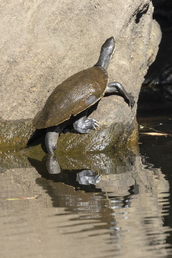 Murray Short-necked Turtle stock photo. Image of wildlife - 268869600