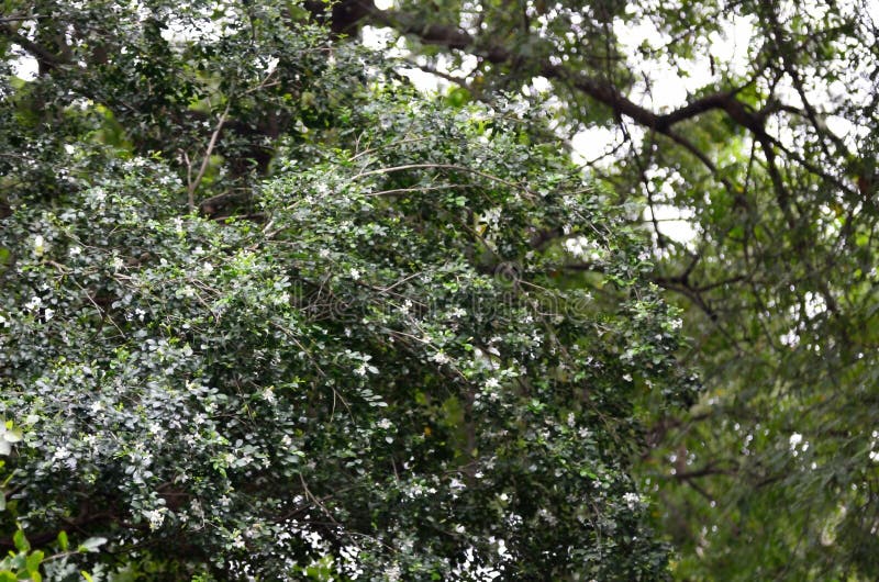 Murraya Flower Blossom on Tree Stock Photo - Image of blooming, fresh ...
