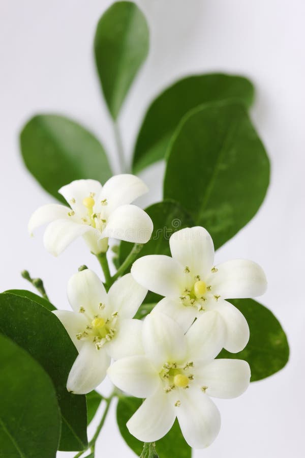 Murraya stock photo. Image of flowers, community, beauty - 51394708