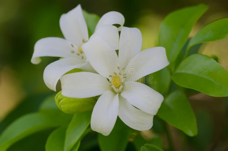 Murraya Paniculata Atteriya Plant in Sri Lanka. Stock Image - Image of ...
